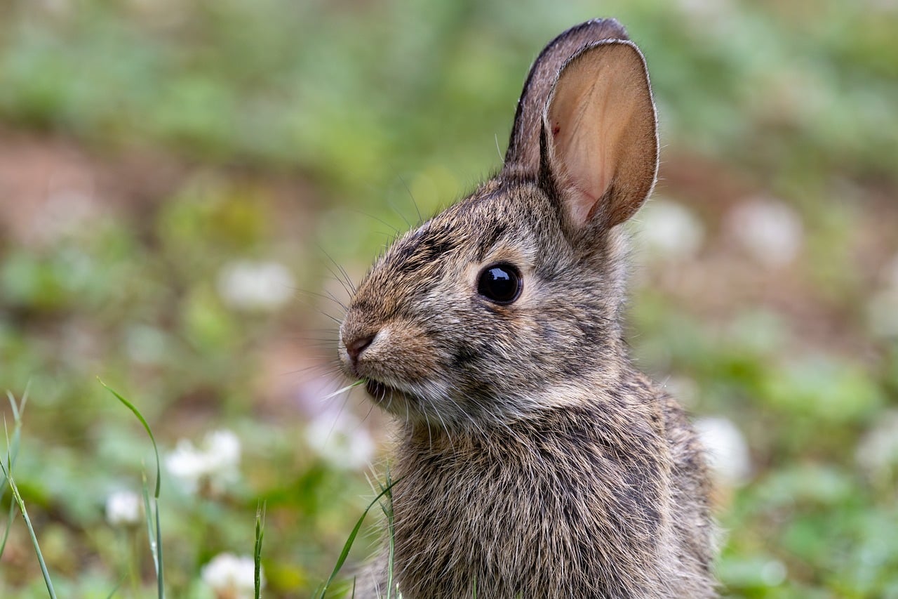 Rabbit Bunny Ears - Free photo on Pixabay