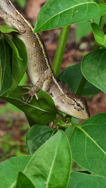 Nature Animal Lizard - Free photo on Pixabay