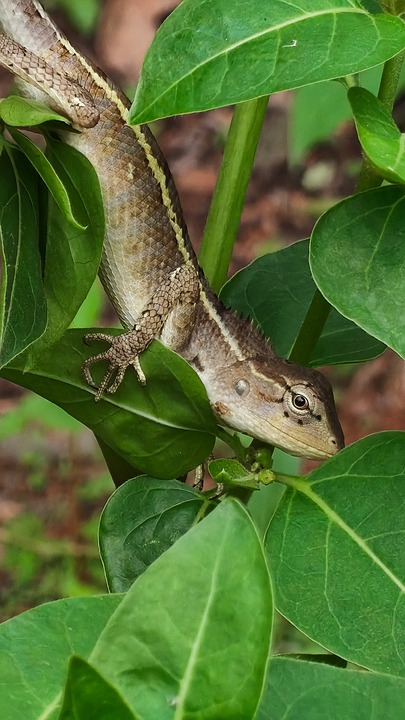Nature Animal Lizard - Free photo on Pixabay