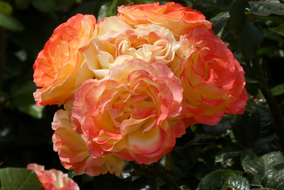 Rose Flower Garden - Free photo on Pixabay