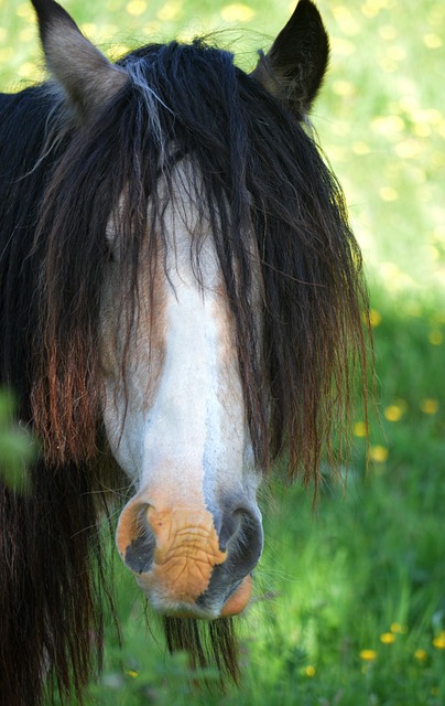 Horse Tinker Mane - Free photo on Pixabay