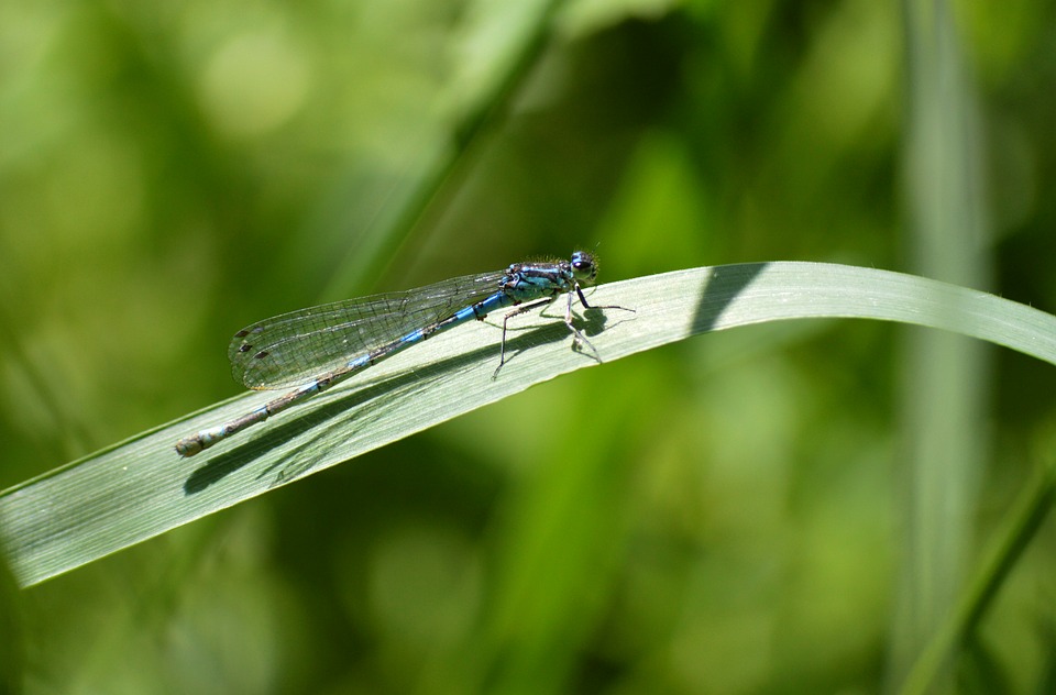 Dragonfly Leaf Nature - Free photo on Pixabay