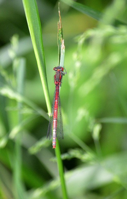 Libellule Nymphe De Pyrrhosoma - Photo gratuite sur Pixabay