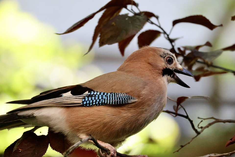 Jay Songbird Bird Brown - Free photo on Pixabay