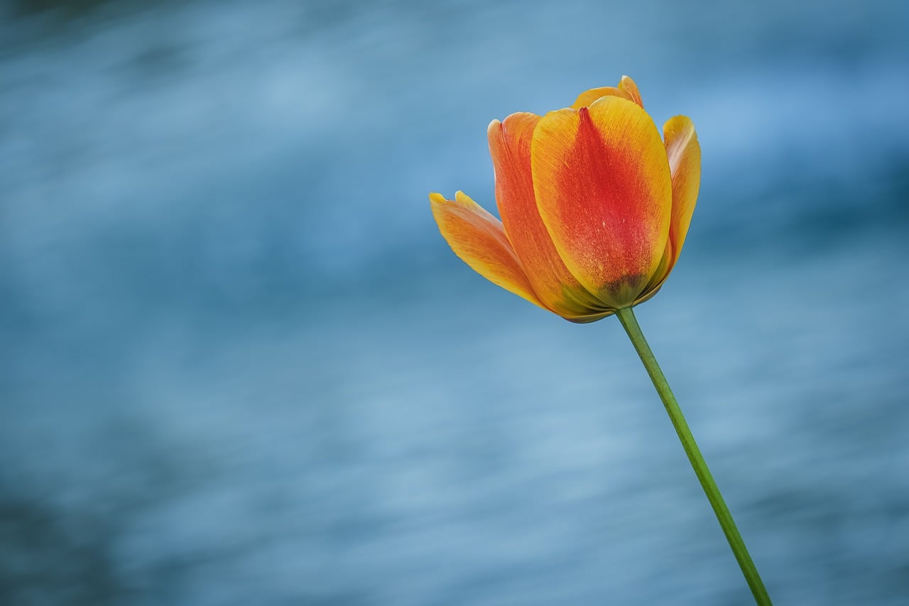 Tulip Flower Orange - Free photo on Pixabay