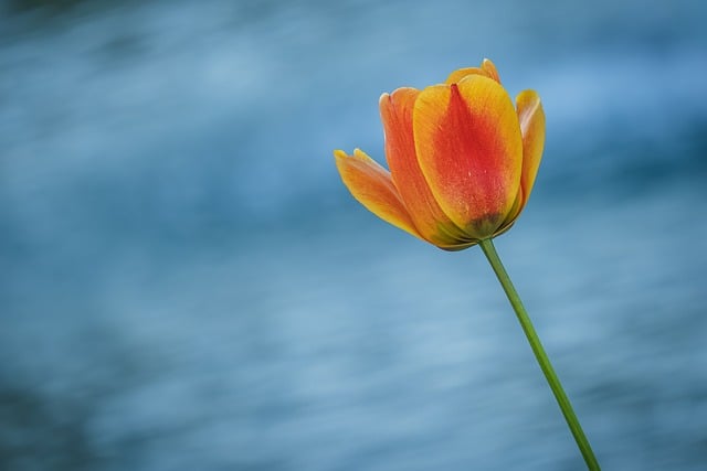 Tulip Flower Orange - Free photo on Pixabay