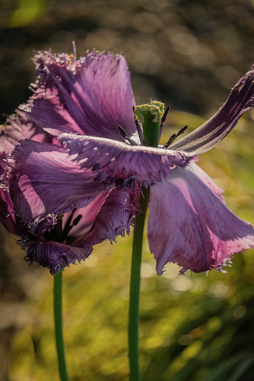 Tulip Wilted Close-Up - Free photo on Pixabay