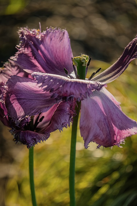 Tulip Wilted Close-Up - Free photo on Pixabay