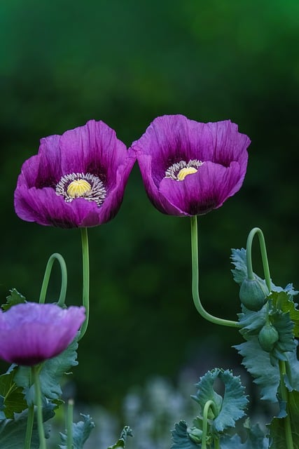 Poppy Flower Petals - Free photo on Pixabay