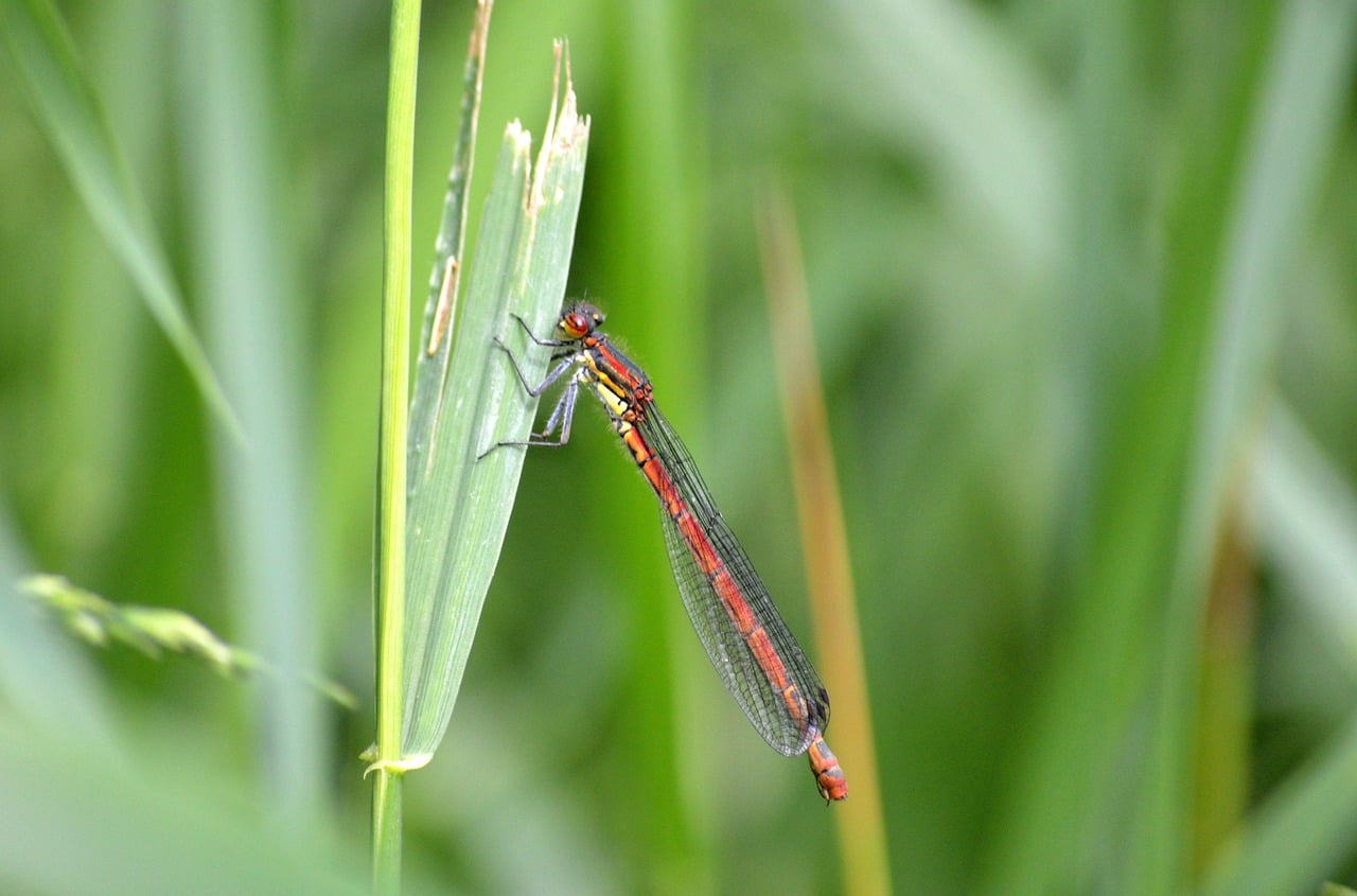 Dragonfly Red Brown - Free photo on Pixabay