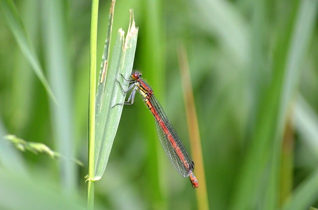 Dragonfly Red Brown - Free photo on Pixabay