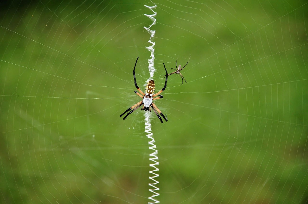 Spider Cobweb Nature - Free photo on Pixabay
