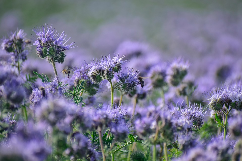 Meadow Flowers Nature - Free photo on Pixabay