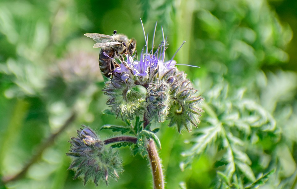 Abeille Fleur Pollinisation - Photo gratuite sur Pixabay