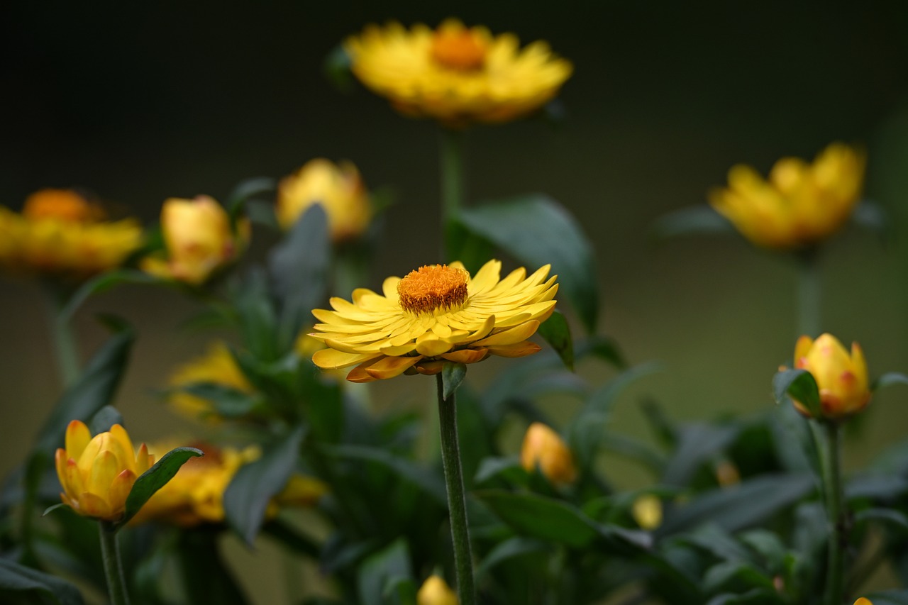 Flower Yellow Flowers In A Meadow - Free photo on Pixabay