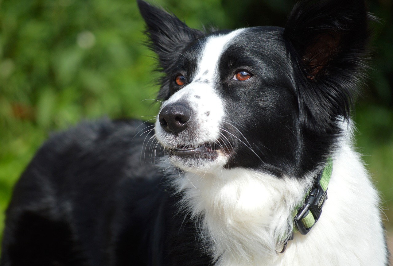 Border Collie Dog Pet - Free photo on Pixabay