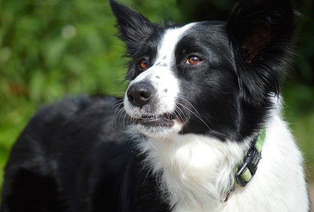 Border Collie Dog Pet - Free photo on Pixabay