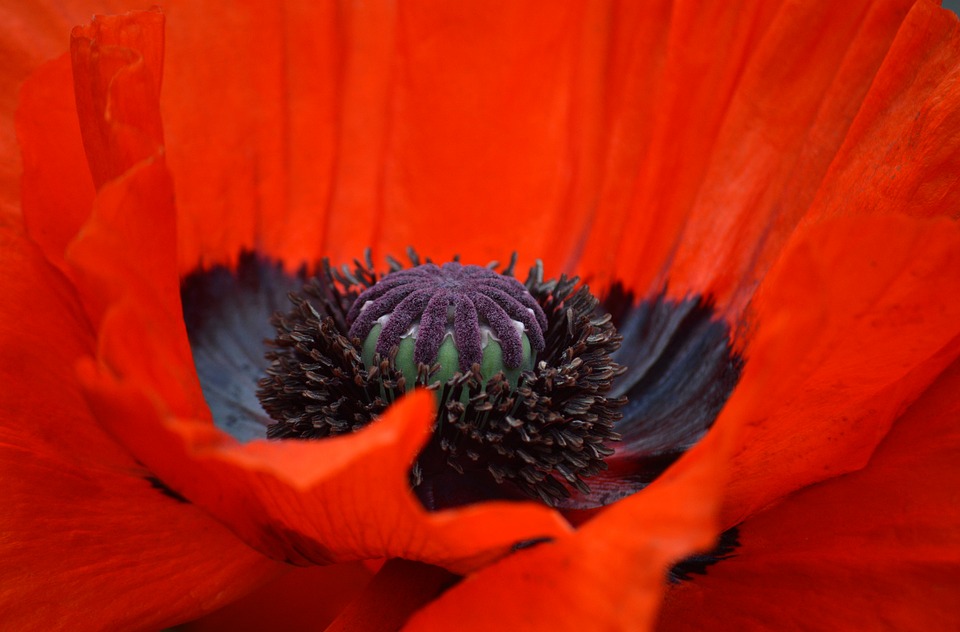 Poppy Bloom Macro - Free photo on Pixabay