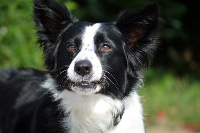 Border Collie Dog Pet - Free photo on Pixabay