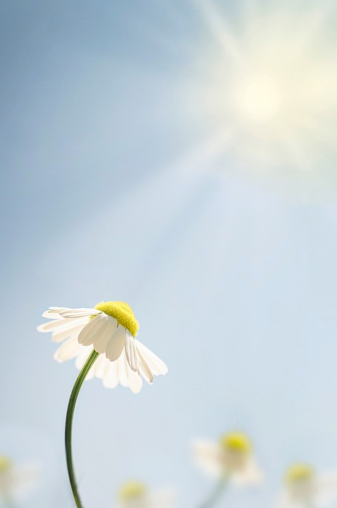 Daisy Sky Sunlight - Free photo on Pixabay