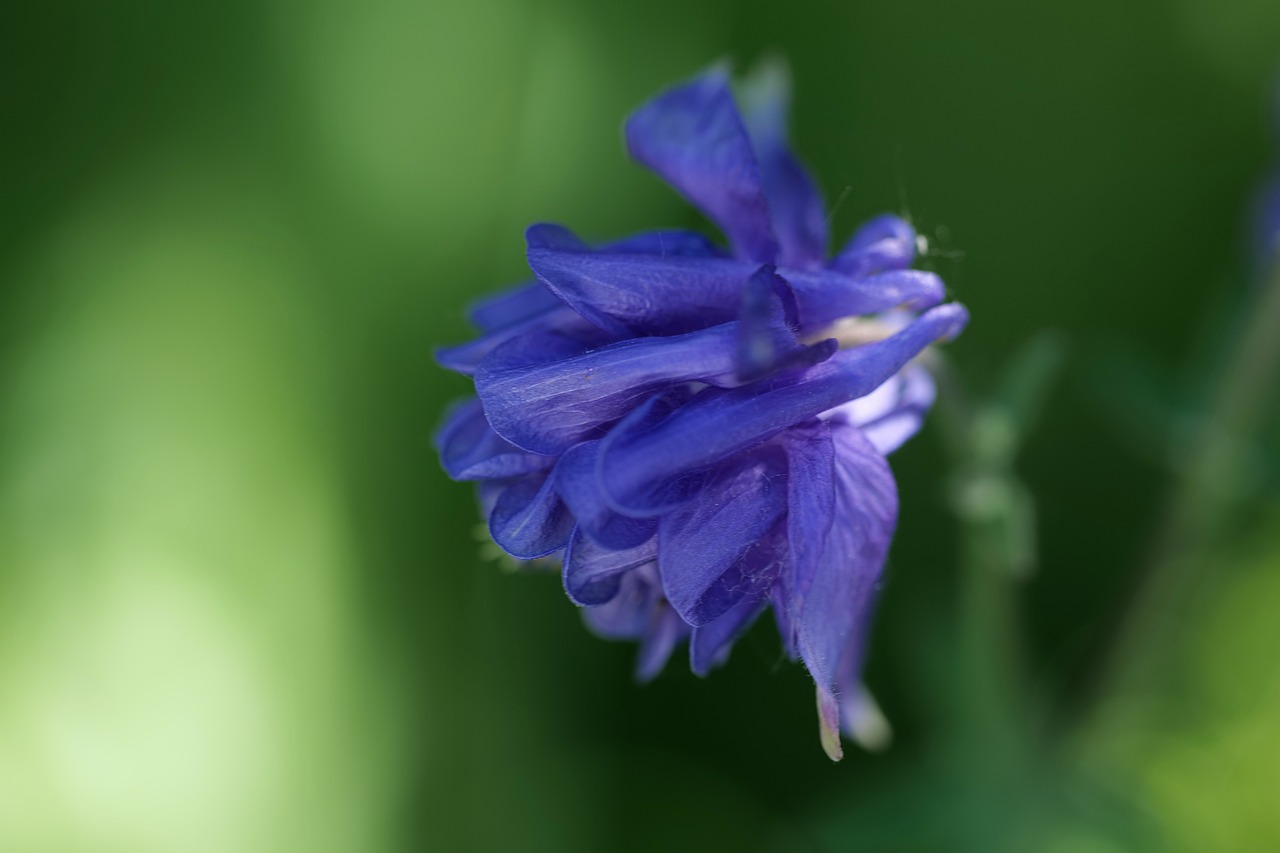 Close-Up Columbine Purple - Free photo on Pixabay