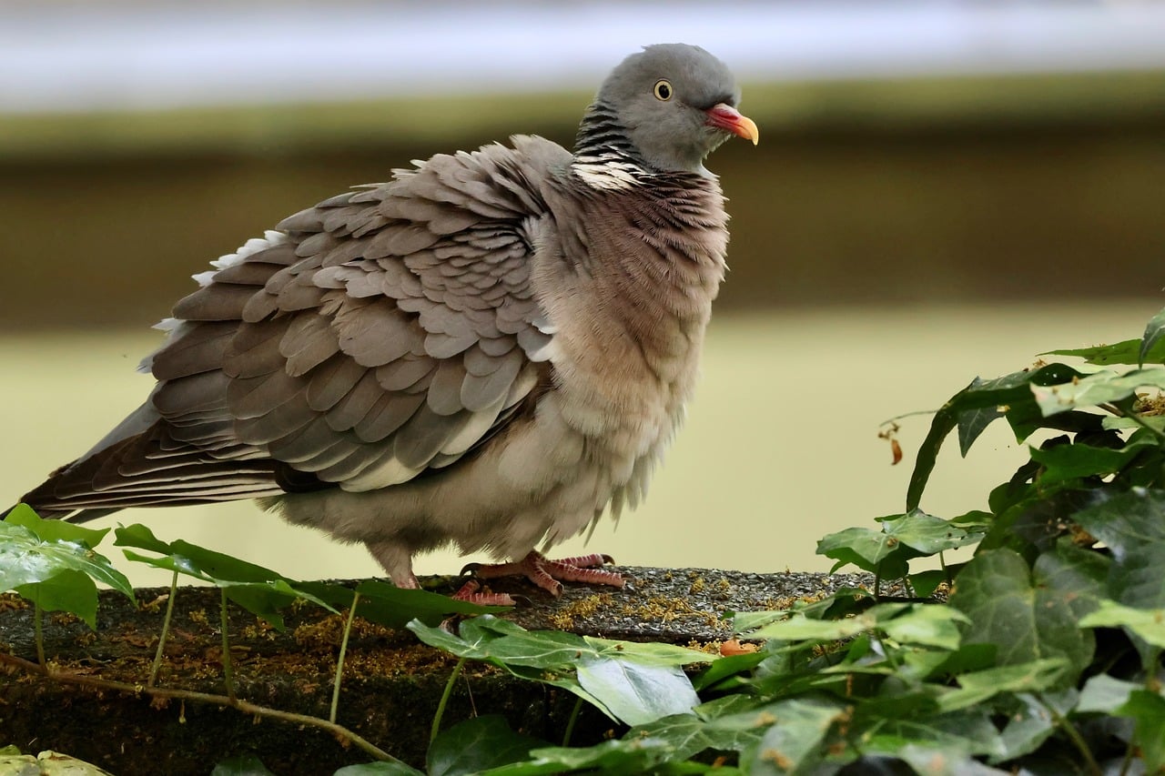 Bird Wood Pigeon Botany - Free photo on Pixabay