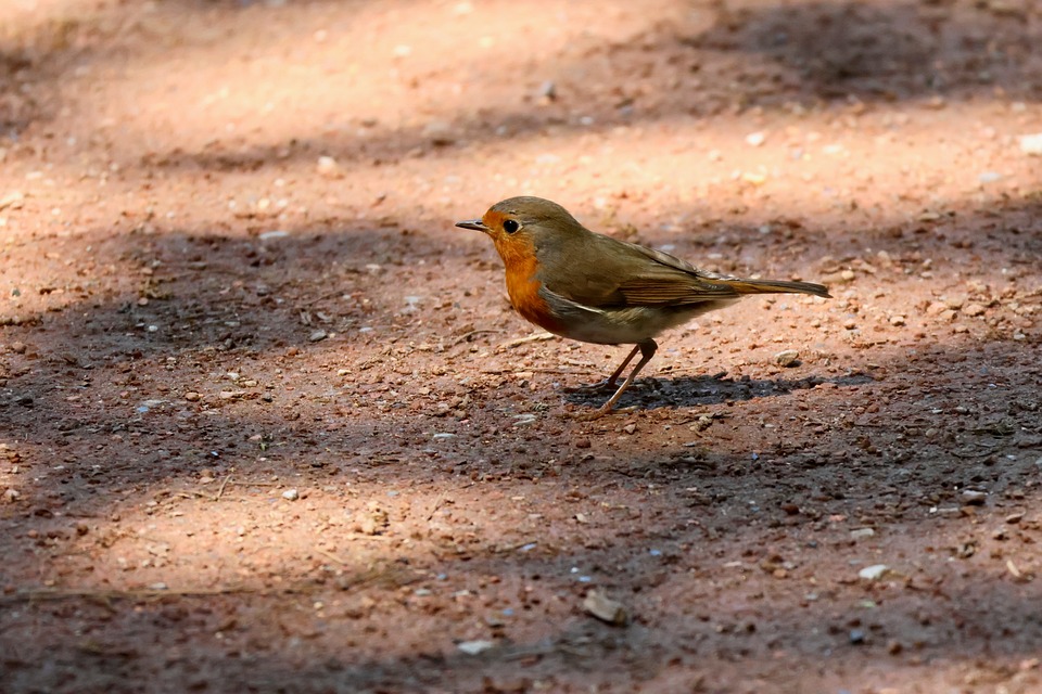 Robin Bird Songbird Garden - Free photo on Pixabay