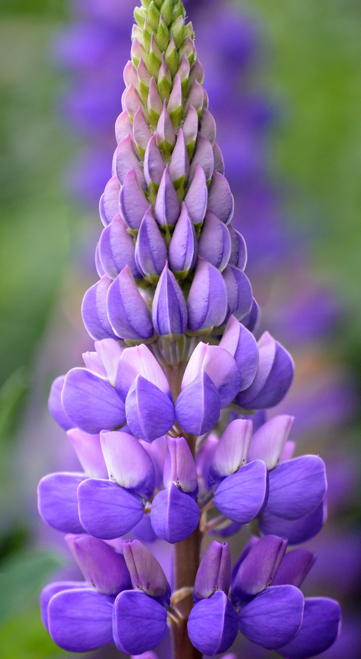 Lupine Flower Purple Color - Free photo on Pixabay