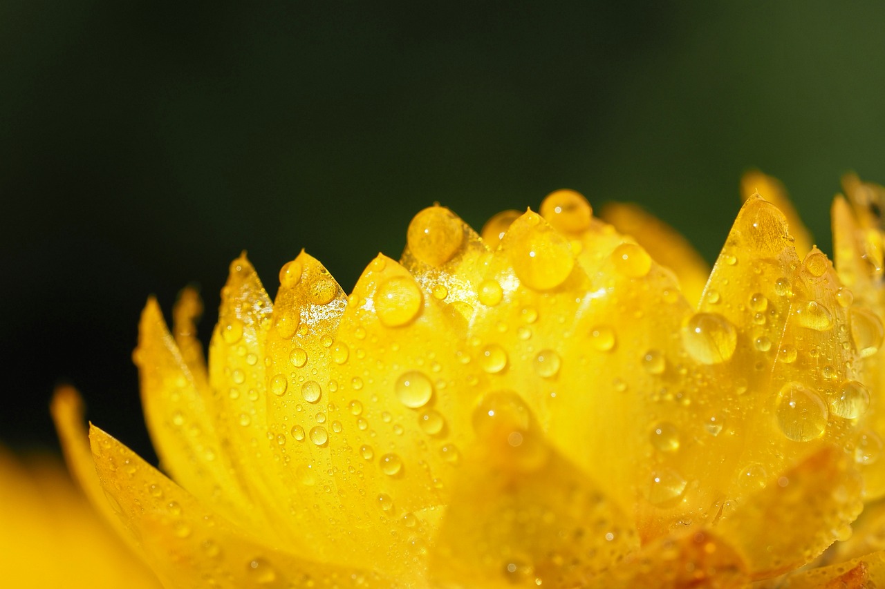 Flower Yellow Macro - Free photo on Pixabay
