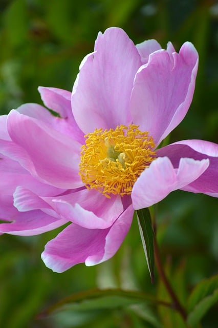 Peony Bloomed Nature - Free photo on Pixabay
