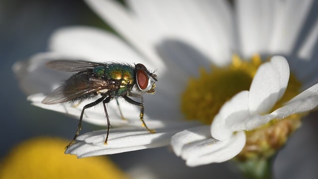 Fly Daisy Pollination - Free photo on Pixabay