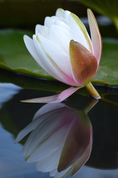 Water Lily Reflection White Flower - Free photo on Pixabay