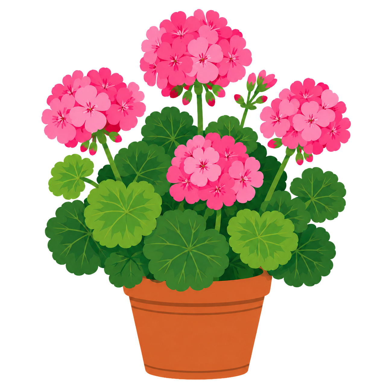 Download Geranium, Pink, Terracotta Pot. Royalty-Free Vector Graphic ...