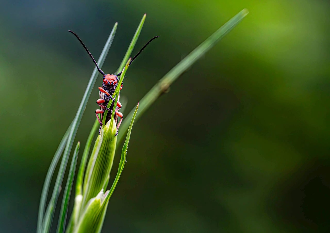 Beetle Insect Nature - Free photo on Pixabay