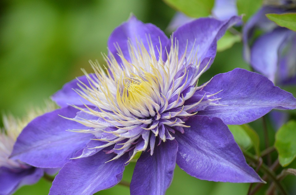 Clematis Flowering Plant Blue - Free photo on Pixabay