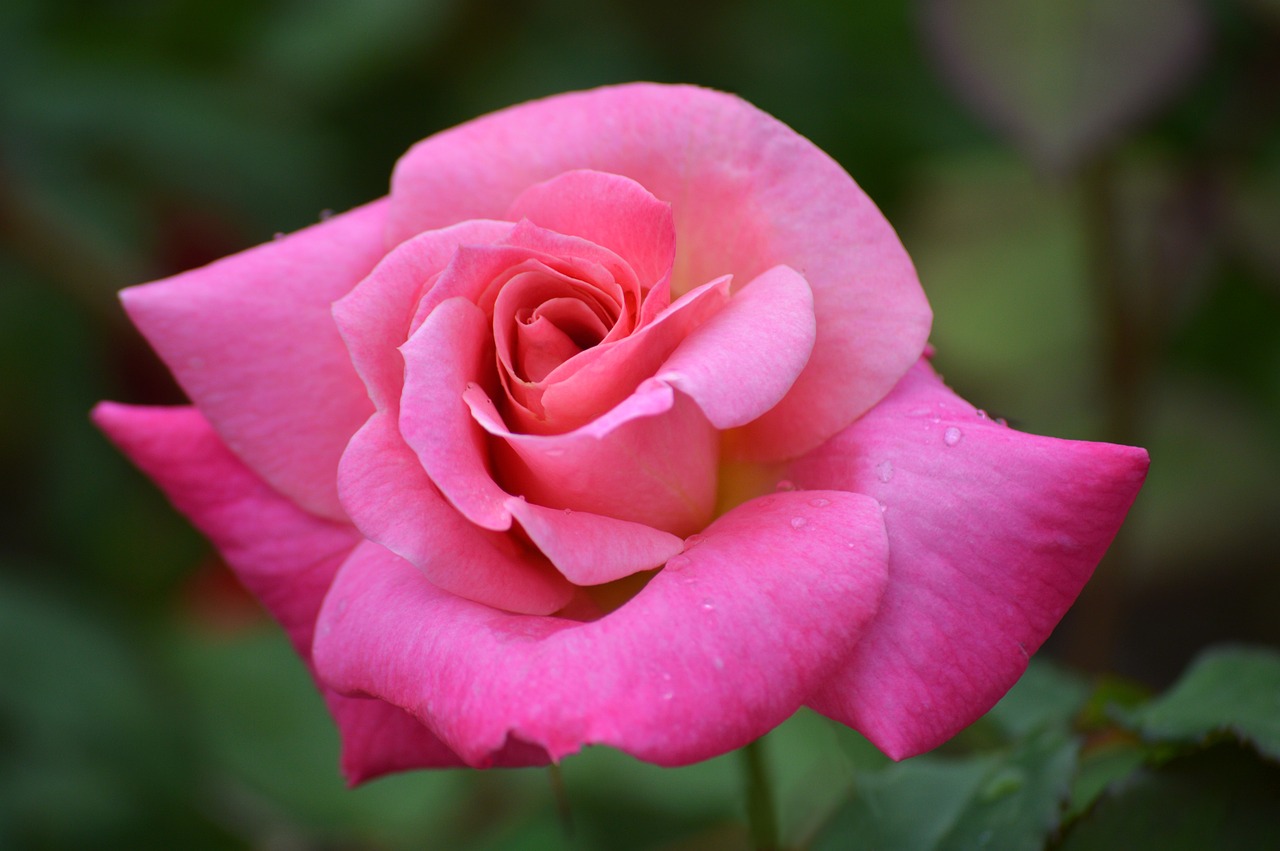 Rose Red Flower - Free photo on Pixabay