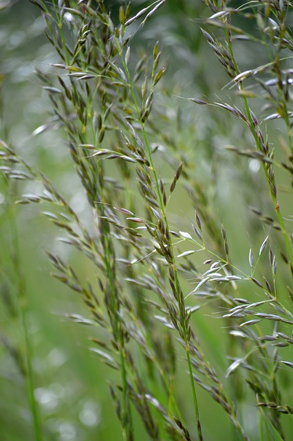 Grass Nature Meadow - Free photo on Pixabay