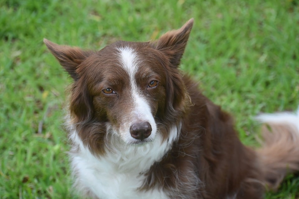 Sheepdog Border Collie Dog - Free photo on Pixabay