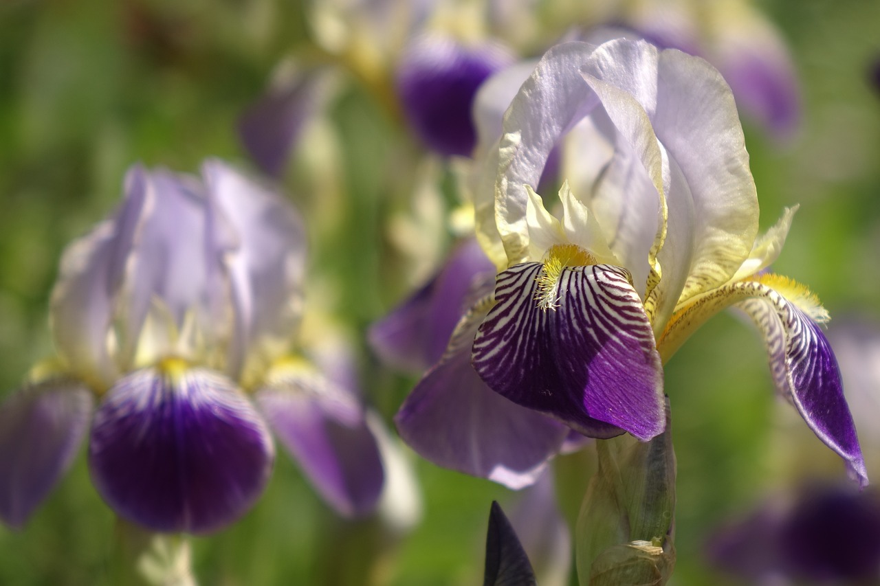 Iris Closeup Purple - Free photo on Pixabay