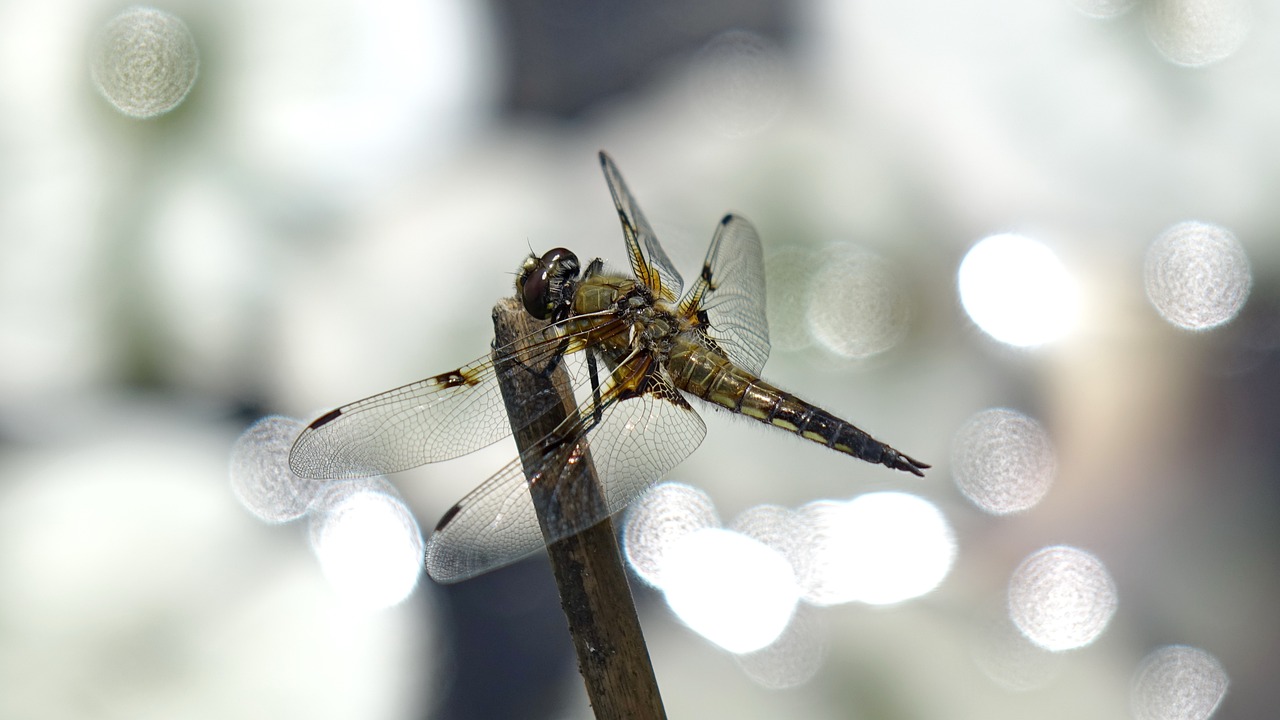 Dragonfly Insect Nature - Free photo on Pixabay