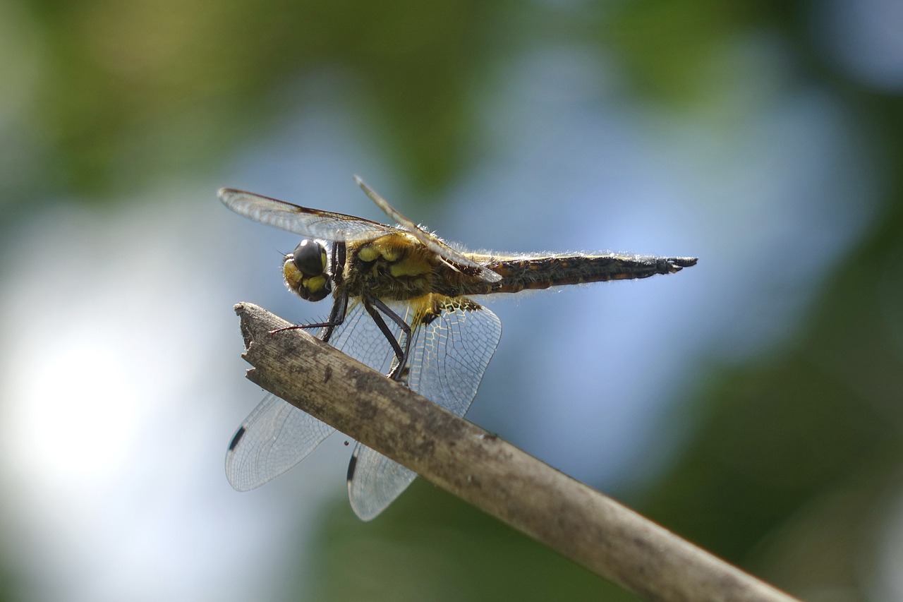 Dragonfly Macro Nature - Free photo on Pixabay