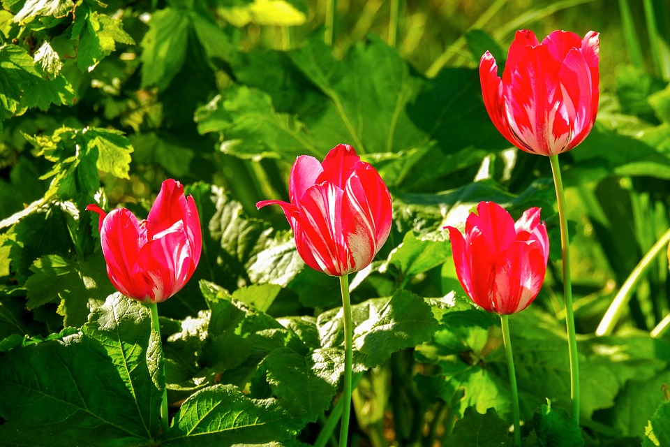 Tulips Nature Flowers - Free photo on Pixabay