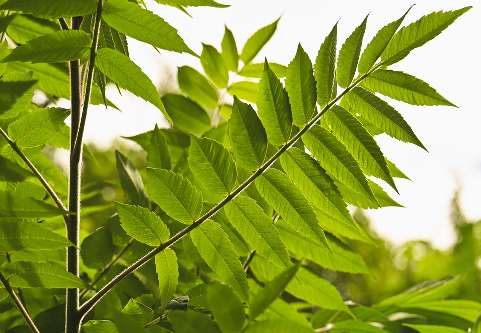 Green Leaves Nature - Free photo on Pixabay