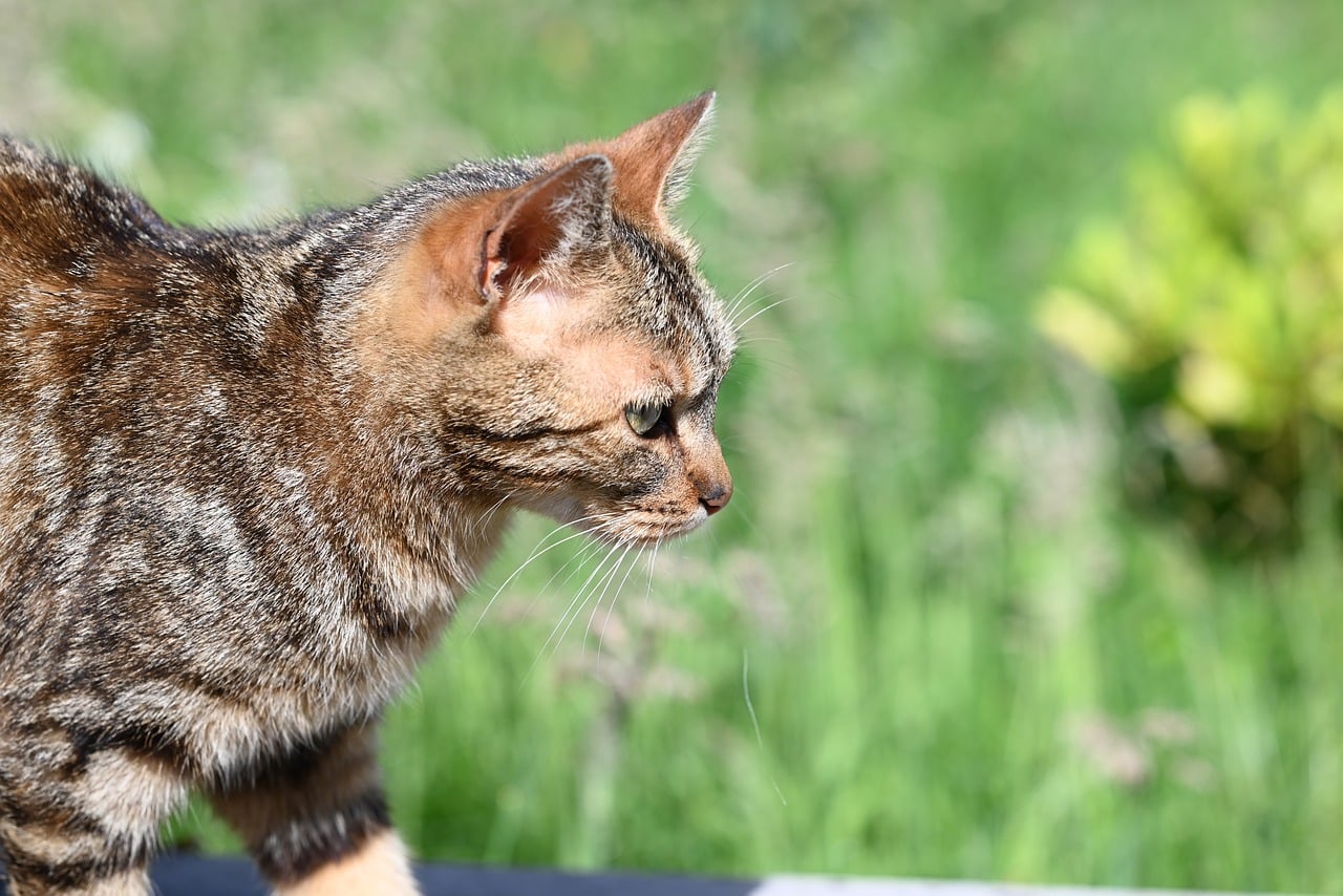 Cat Yellow Fur Animal - Free photo on Pixabay