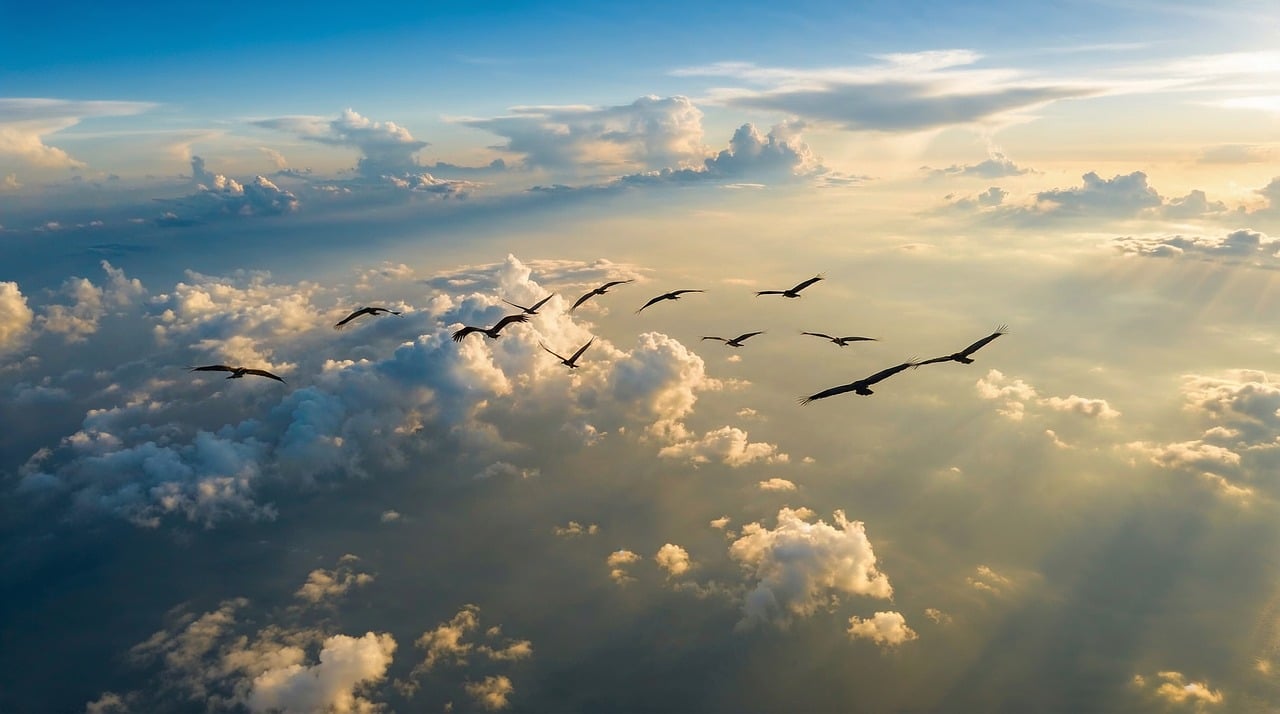 Clouds Sky Birds - Free photo on Pixabay