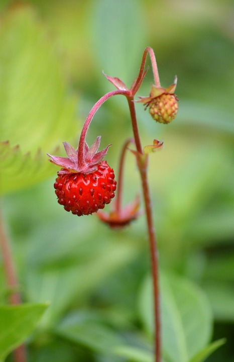 Wild Strawberry Red Fruit - Free photo on Pixabay