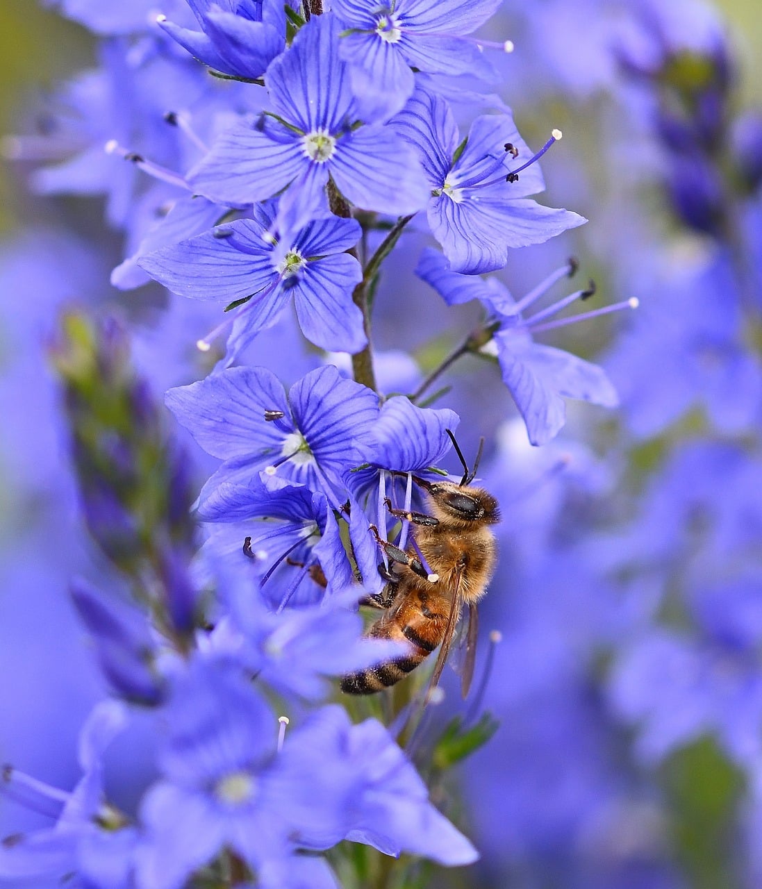 Bee Pollination Macro Blue - Free photo on Pixabay