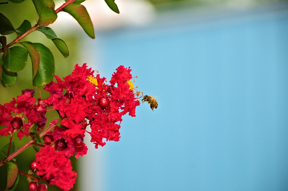 Bee Flower Nature - Free photo on Pixabay