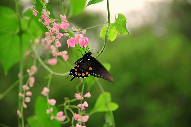 Butterfly Nature Insect - Free photo on Pixabay