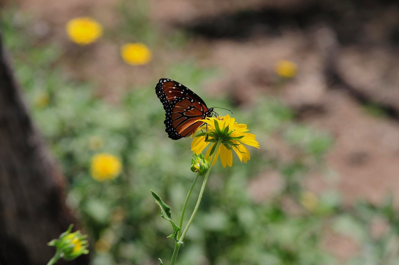 Butterfly Flower Nature - Free photo on Pixabay